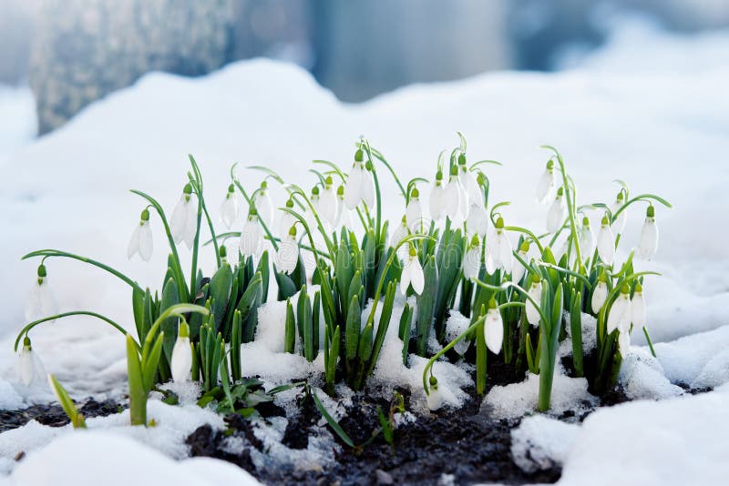 Galanthus stock image. Image of woods, norfolk, flowers - 86753919