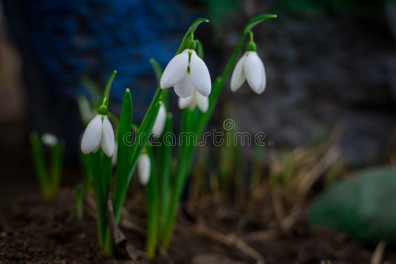 Spring snowdrops stock photo. Image of blue, galanthus - 141651286