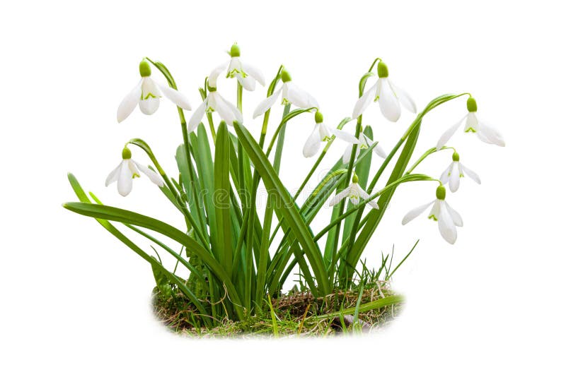 Spring Snowdrops Isolated on White Background with Grass and Ground ...