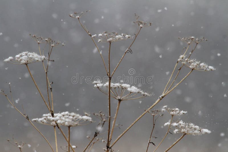 Spring Snowfall in Iowa stock image. Image of climate - 184284587