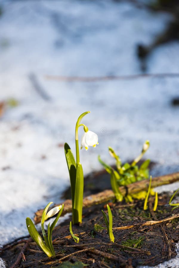 Spring snowflake in snow stock image. Image of snow - 170019543