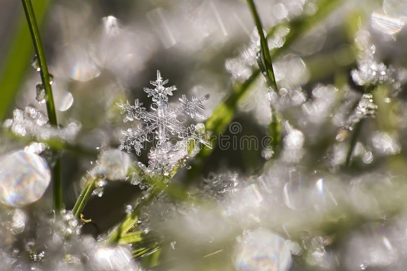 Spring Snowflake stock image. Image of water, sunshine - 46111169