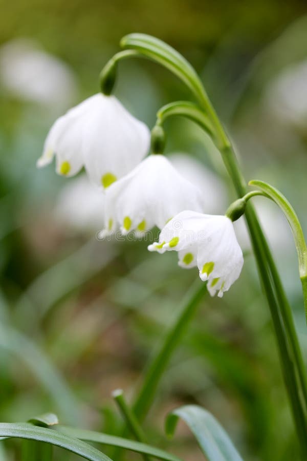 Spring snowflake stock image. Image of plant, growth - 41041319
