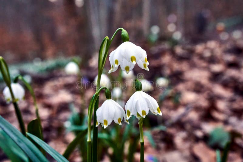 Spring Snowflake - White Flowers in Early Spring in the Forest Stock ...