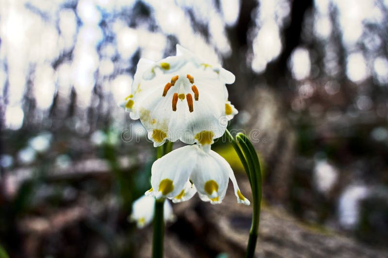 Spring Snowflake - White Flowers in Early Spring in the Forest Stock ...