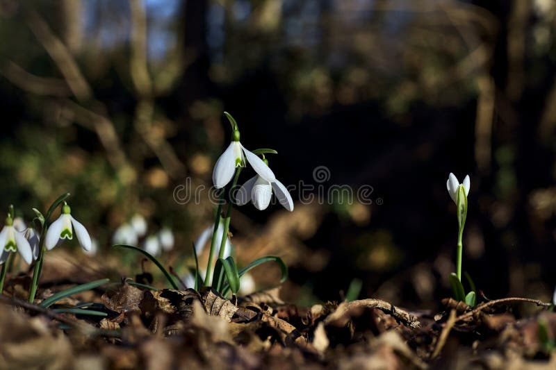 Spring Snowflakes in Bloom with Foliage on the Ground Seen Up Close ...