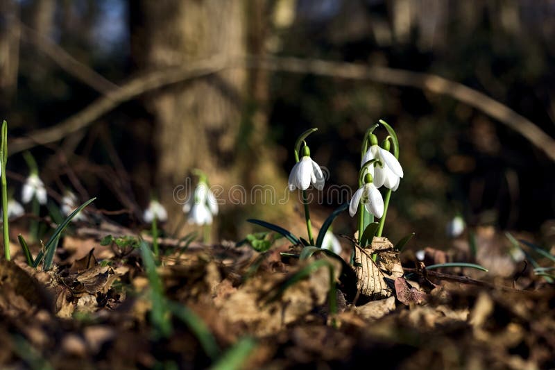 Spring Snowflakes in Bloom with Foliage on the Ground Seen Up Close ...