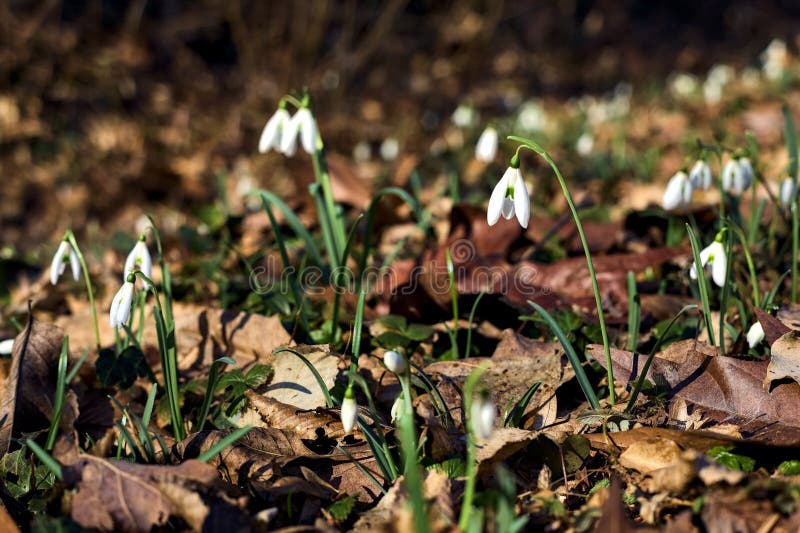 Spring Snowflakes in Bloom with Foliage on the Ground Seen Up Close ...