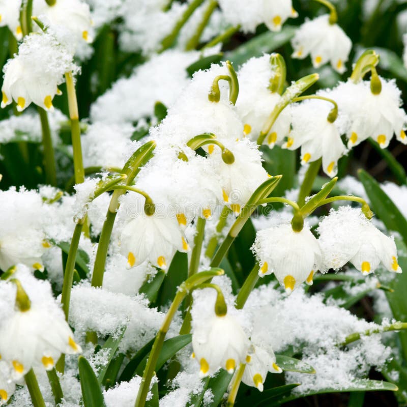 Spring snowflakes stock photo. Image of white, green - 34059884