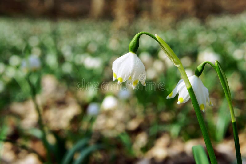 Spring Snowstorm - White Flower Stock Image - Image of forest, poland ...