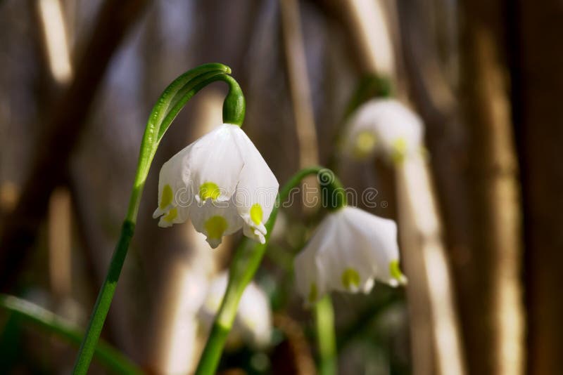 Spring Snowstorm stock image. Image of flora, blossom - 32766245