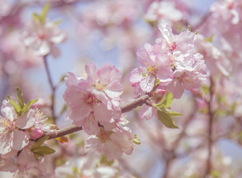 Spring soft blossom flower stock image. Image of freshness - 88918345