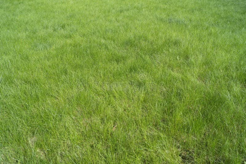 Spring soft grass stock photo. Image of fine, soft, lawn - 129528600
