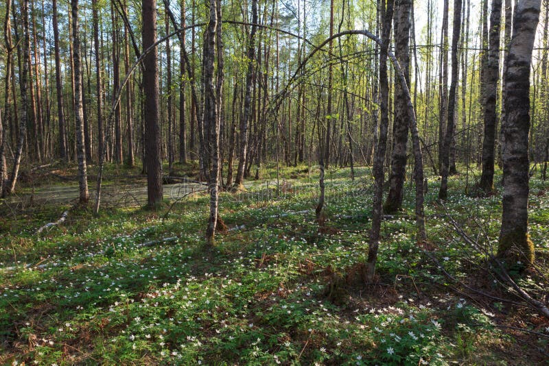 Spring, solar wood. stock image. Image of forest, anemone - 27150131