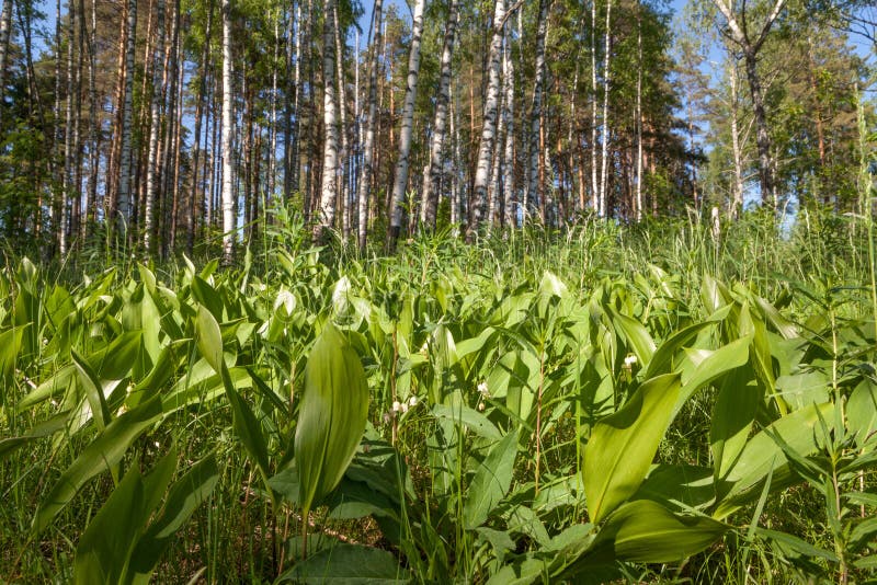 Spring, solar wood. stock image. Image of forest, light - 30949433