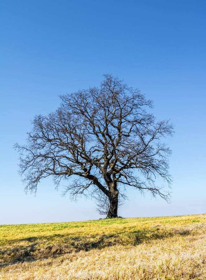 Spring Solitaire Tree on Horizon Stock Photo - Image of meadow, clean ...