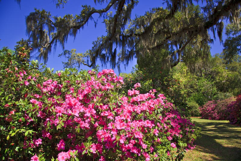 Spring Flowers Charleston SC Azalea Blooms South Stock Image - Image of ...