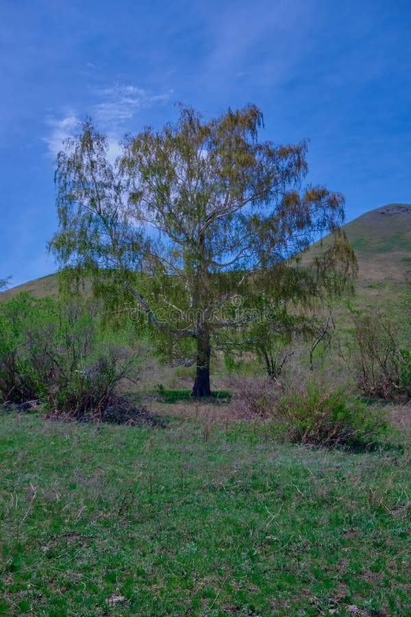 Spring South Ural Tree Illuminated by the Sun Stock Photo - Image of ...