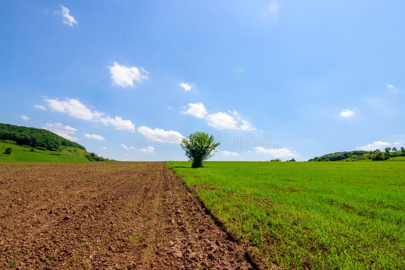 Spring sowing stock image. Image of leaf, farm, field - 67203673