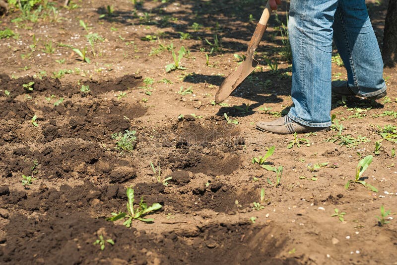 Spring Sowing Potatoes in the Ground. a Man Plants and Digs Potatoes ...