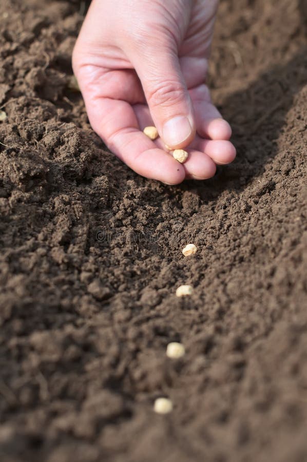 Seeding Vegetable Seeds on the Garden Bed Stock Photo - Image of time ...