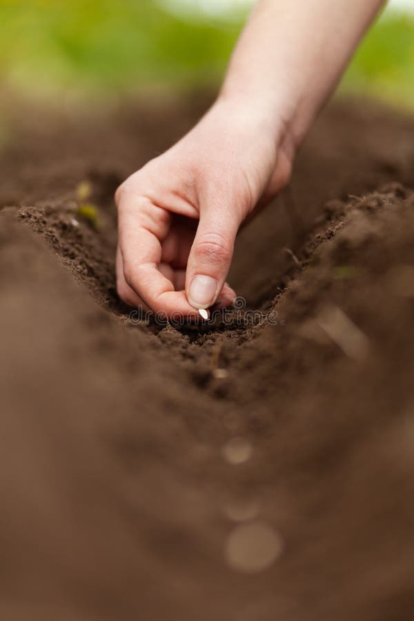 Spring Sowing of Seeds into the Soil. Growing Homemade Vegetables Stock ...