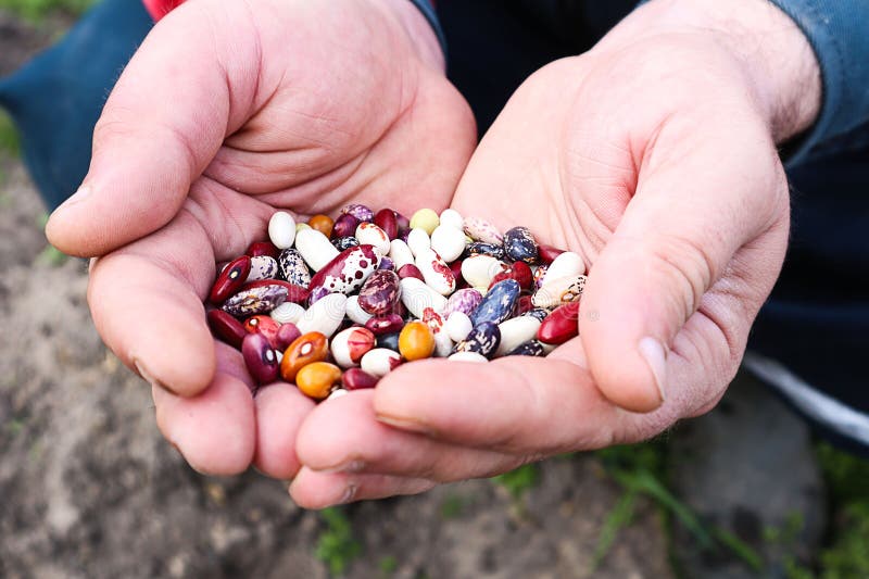 Spring - Sowing Time: Bean Seeds in Hands, Close-up Stock Photo - Image ...