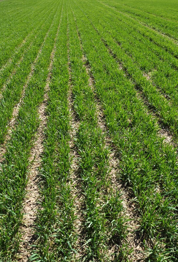 In the Spring Sowing Winter Wheat Field Stock Photo - Image of pests ...