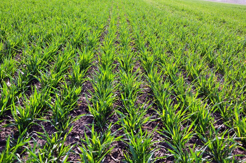 In the Spring Sowing Winter Wheat Field Stock Image - Image of crop ...