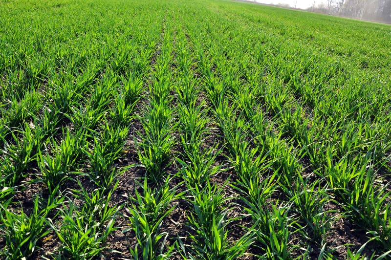In the Spring Sowing Winter Wheat Field Stock Image - Image of plants ...