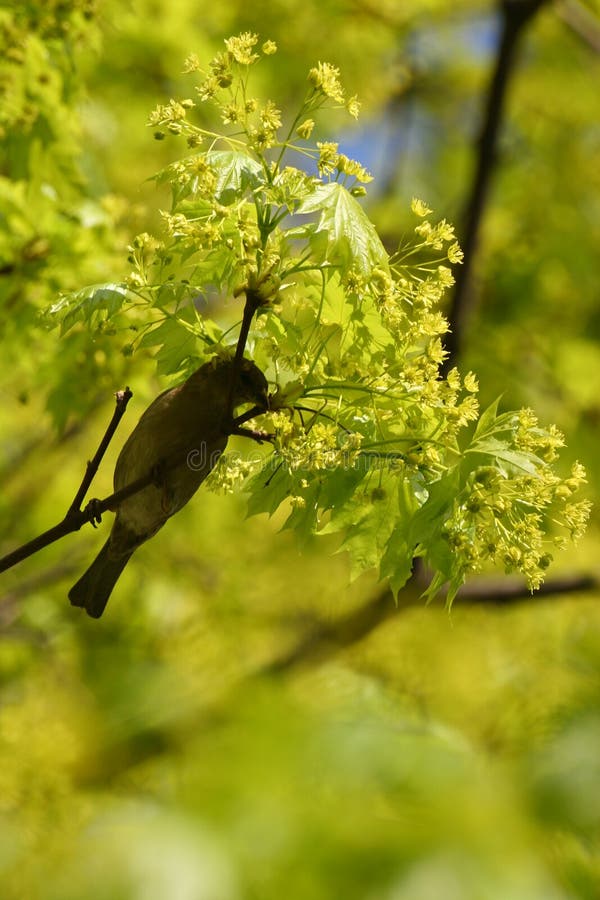 Spring and sparrow stock photo. Image of happy, tree, maple - 5018728