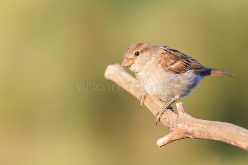 Spring Sparrow Sitting on a Branch Stock Photo - Image of food, female ...