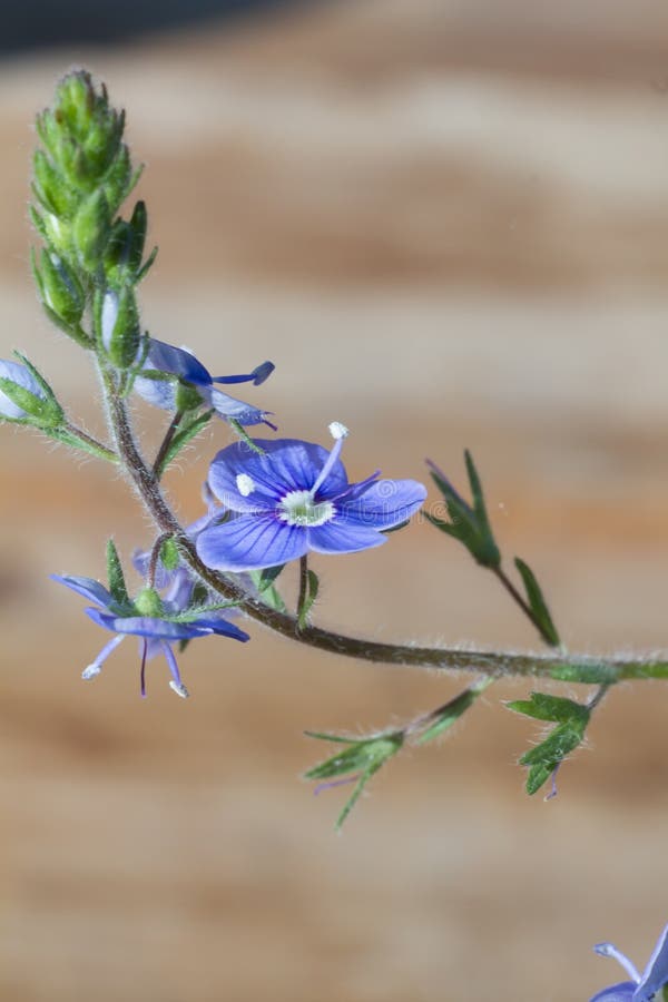 Spring Speedwell Veronica Verna in Sunny Garden Stock Photo - Image of ...