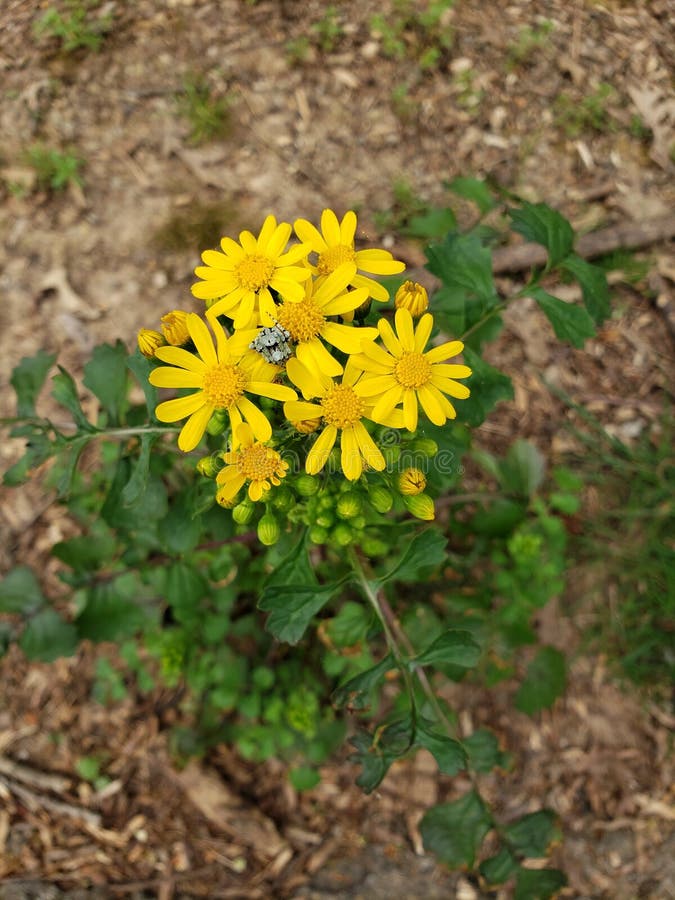Spring Spider Flower Nature Insect Stock Photo - Image of spring ...