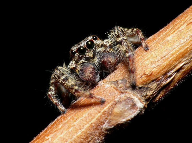 Spring spin stock foto. Image of ogen, weinig, harig, macro - 3905660