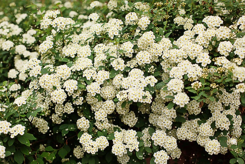 Bushes and Shoots Inflorescences Spring Spirea Bushes Stock Image ...