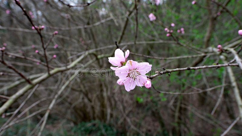 Spring Splendor, Cherry Blossom Flowers Stock Video - Video of nature ...