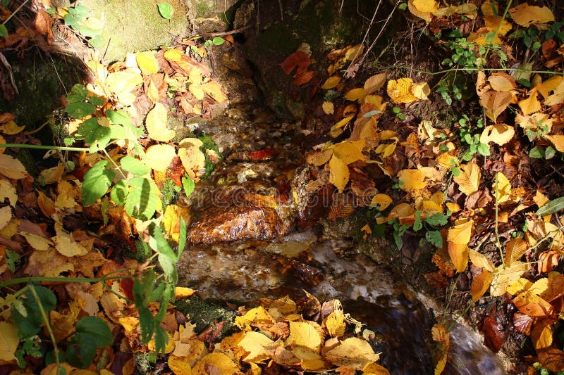 A Spring Spouting from Under the Ground, Surrounded by Strewn Autumn ...