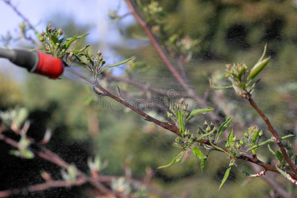 Spring Spraying of Fruit Trees on Buds for the Prevention of Diseases ...