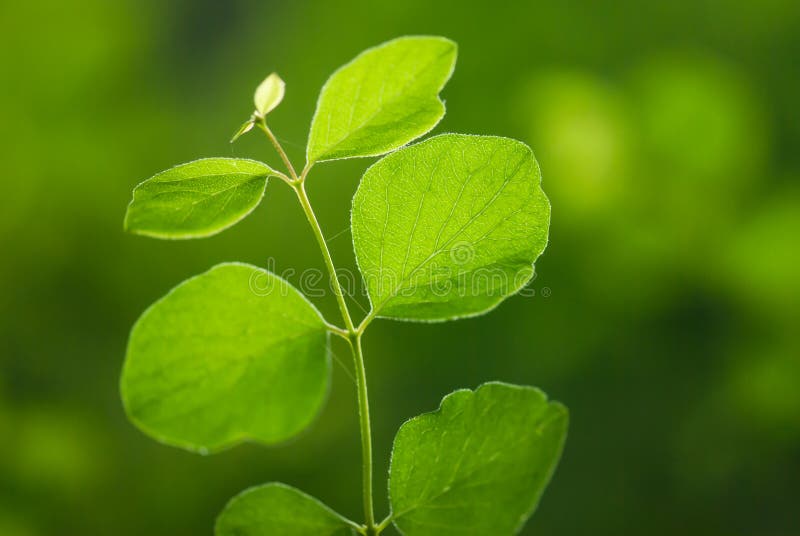 Spring Sprig of Leaves stock image. Image of environment - 131507899