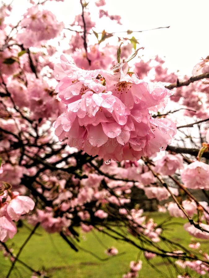 Spring stock image. Image of spring, pink, blossom, nature - 118745939