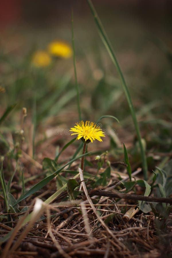 Spring stock image. Image of expects, recalling, signs - 123510831