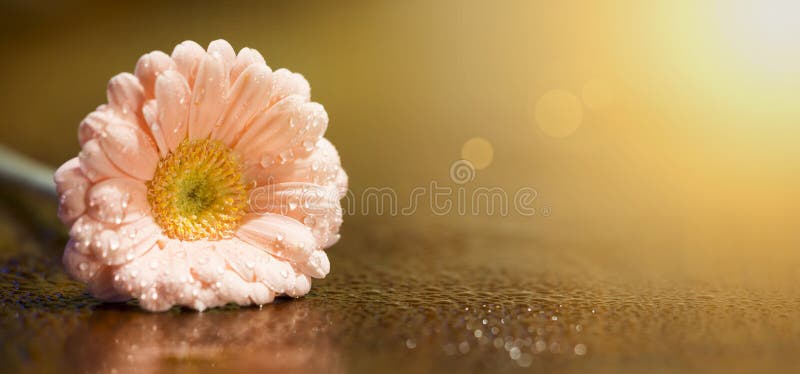 Spring, Springtime - Pink Daisy Flower, Web Banner Stock Photo - Image ...