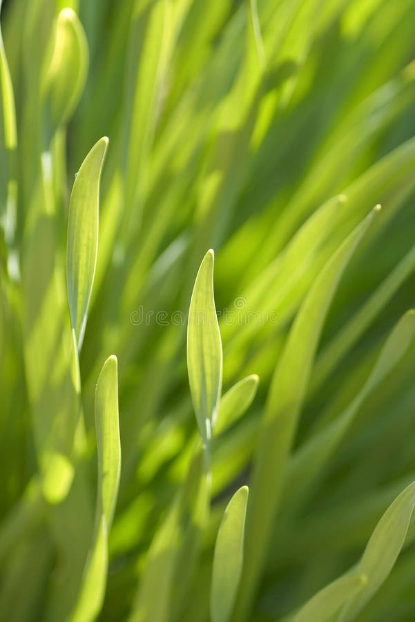 Spring sprout stock image. Image of sprout, herbs, growth - 3307107