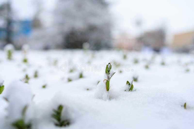 Spring Sprout Breaks Out from Under the Snow. Background Stock Photo ...