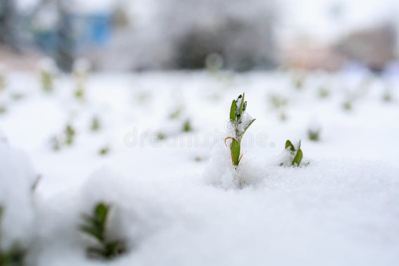 Spring Sprout Breaks Out from Under the Snow. Background Stock Image ...