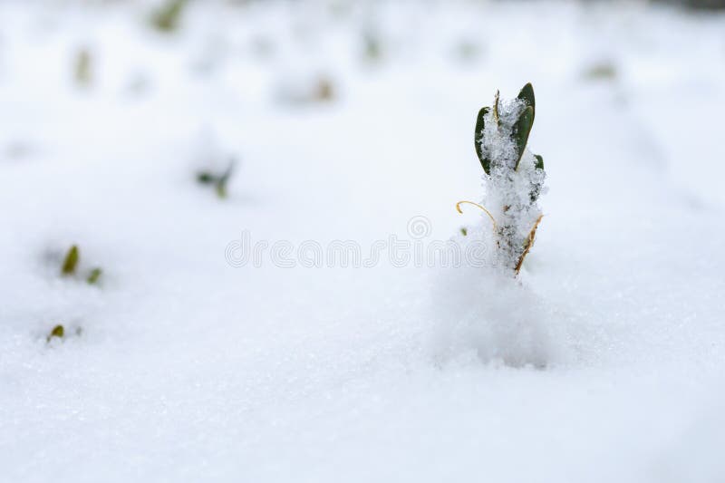 Spring Sprout Breaks Out from Under the Snow. Background Stock Photo ...