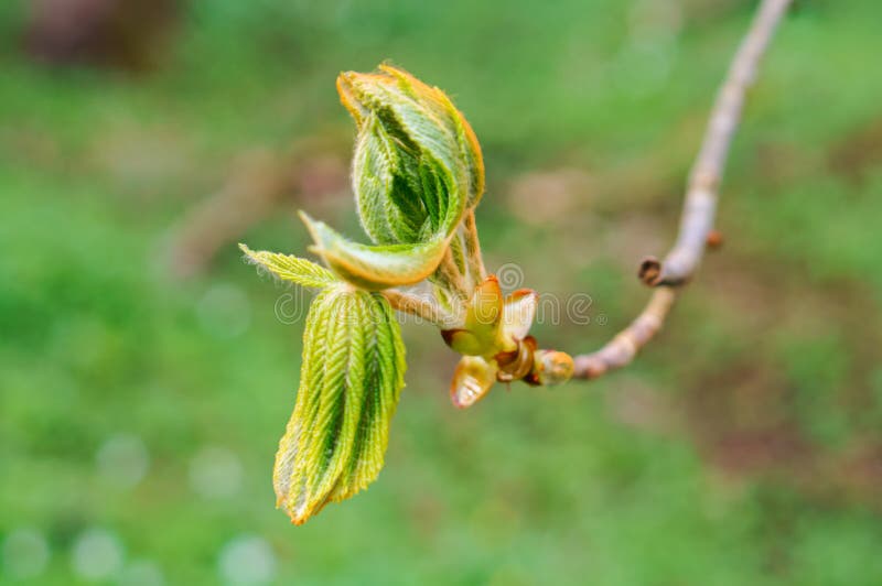 Spring Sprout of Chestnut, Young Sprout of Chestnut Leaves Stock Photo ...