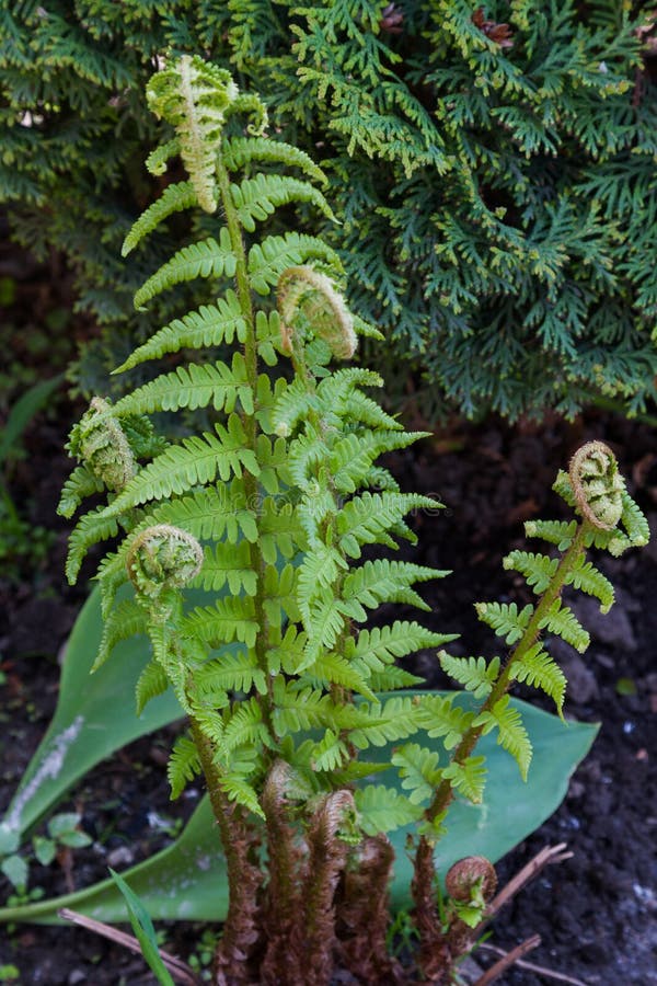 Fern sprout stock image. Image of spring, biology, close - 71105291