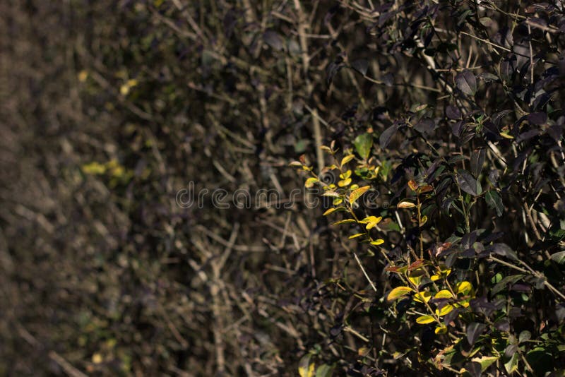 Spring sprout stock image. Image of verdant, leaves, garden - 70392745